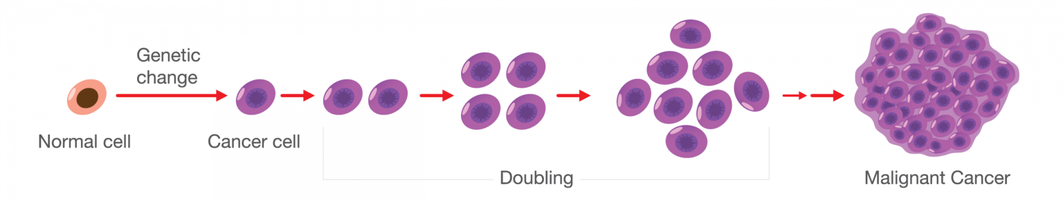 Il Carcinoma a Cellule di Merkel - ECPC - European Cancer Patient Coalition